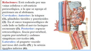 ANATOMIA DEL ESOFAGO.pptx