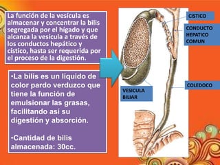 anatomía radiológica de vías biliares | PPTX
