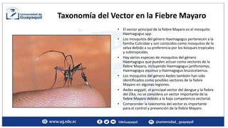 expo Fiebre Mayaro.pptx