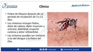 expo Fiebre Mayaro.pptx