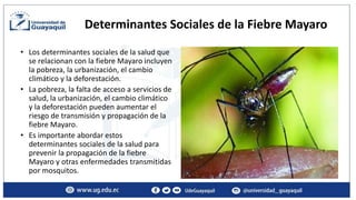 expo Fiebre Mayaro.pptx