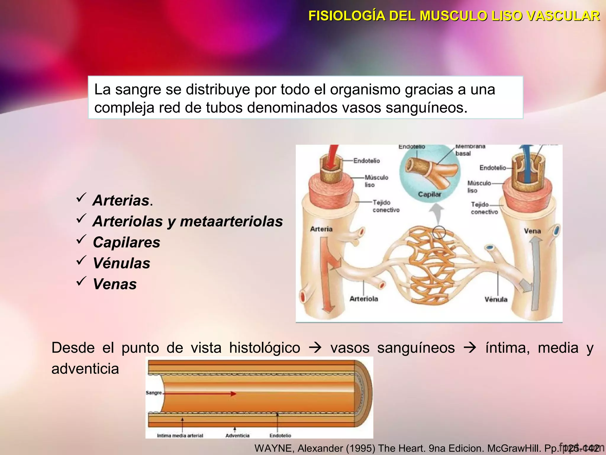 Fisiología del musculo liso cardiovascular - Circulación coronaria | PPT