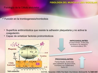 Fisiología del musculo liso cardiovascular - Circulación coronaria | PPT