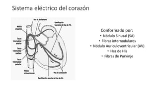 Sistema eléctrico del corazón - Fisiología | PPTX