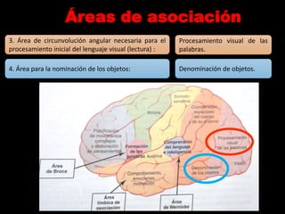 Fisiología del sistema nervioso | PPTX