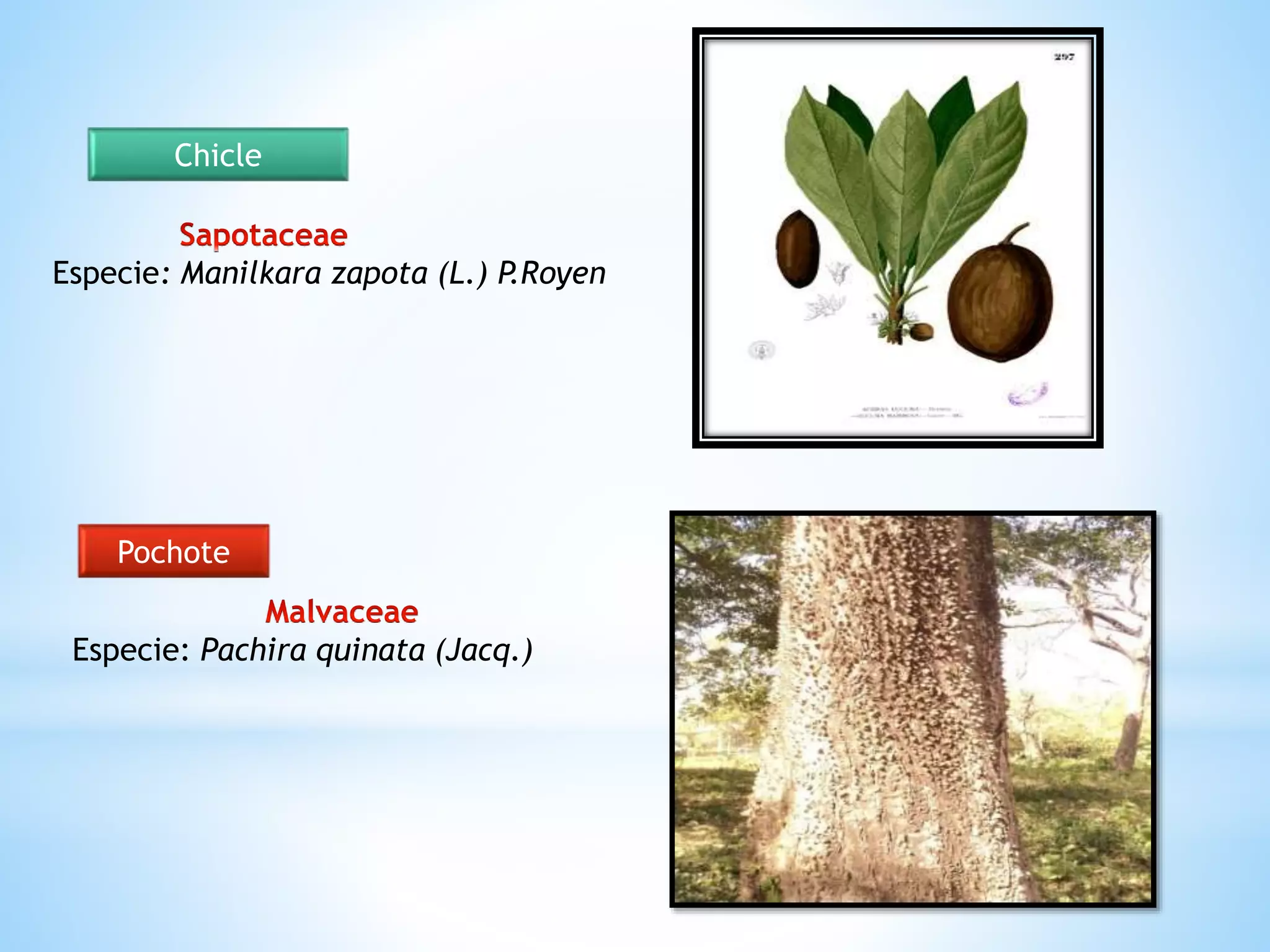 Biomas Mundiales: Bosques tropicales | PPTX