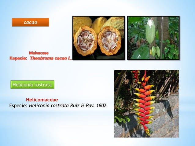 Biomas Mundiales: Bosques tropicales | PPTX