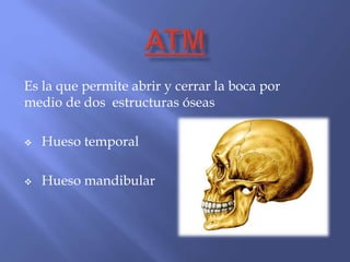 ATM articulación temporomandibular | PPTX