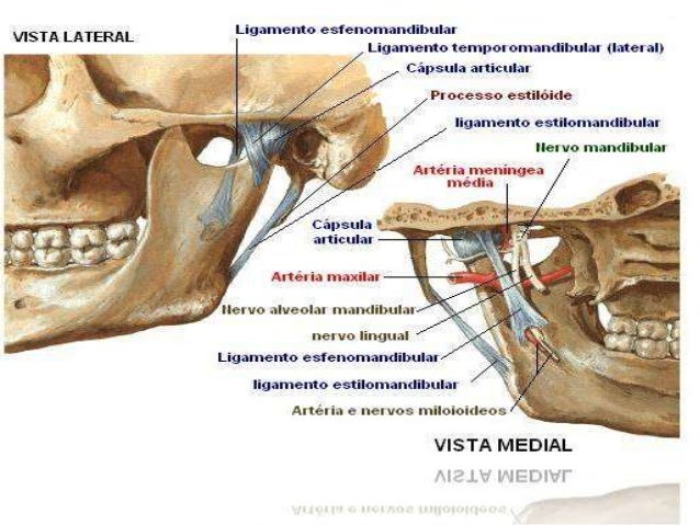 ATM articulación temporomandibular
