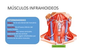 ANATOMIA DE LOS MUSCULOS DEL CUELLO.pptx