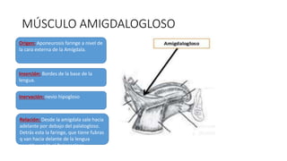 ANATOMIA DE LOS MUSCULOS DEL CUELLO.pptx