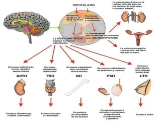 Hormona ACTH | PPT