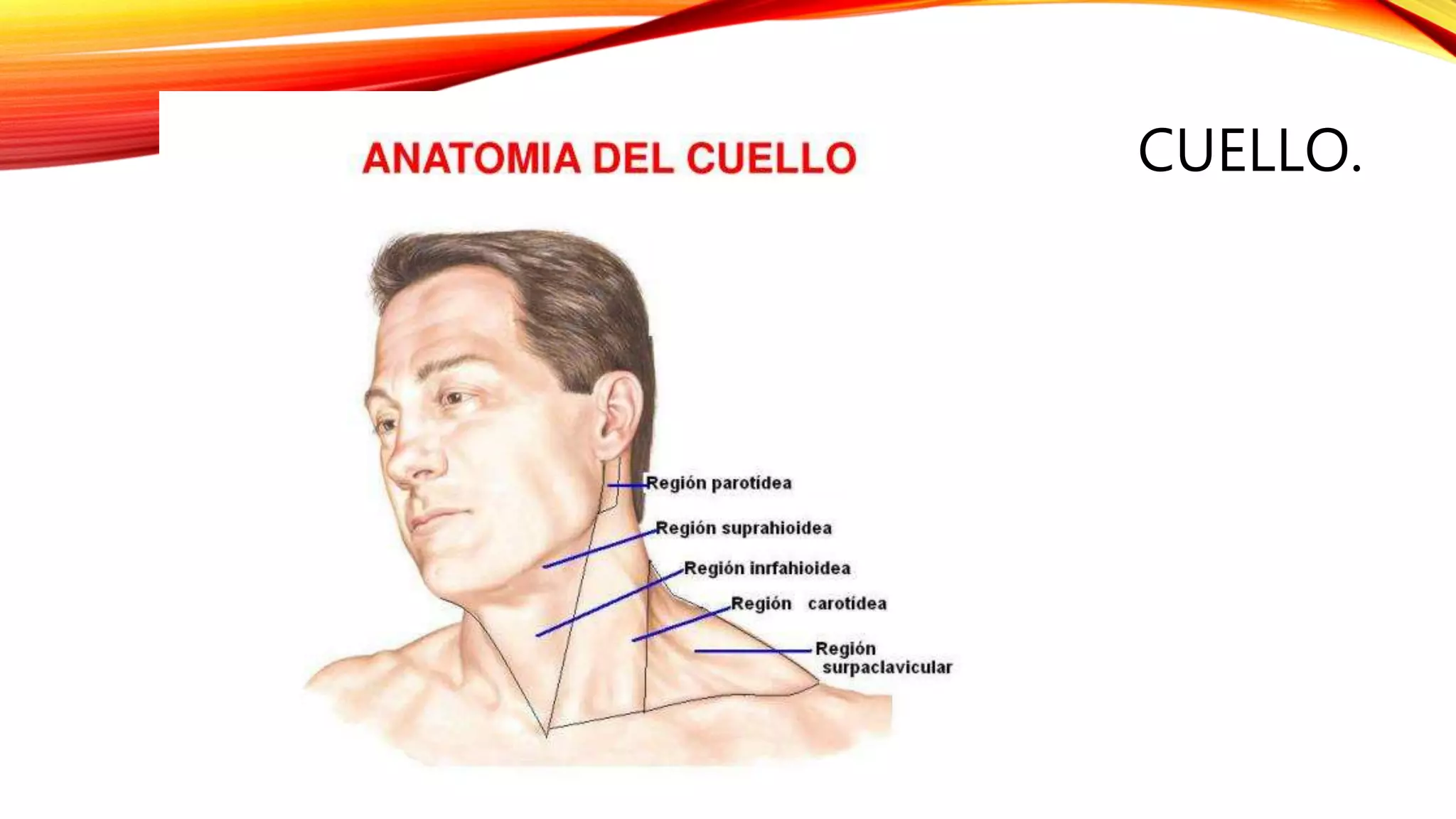 Regiones Anatómicas del Cuerpo Humano. | PPTX