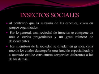 insectos sociales | PPTX