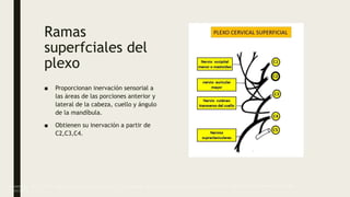 anatomia de plexo cervical y lumbar revision | PPTX
