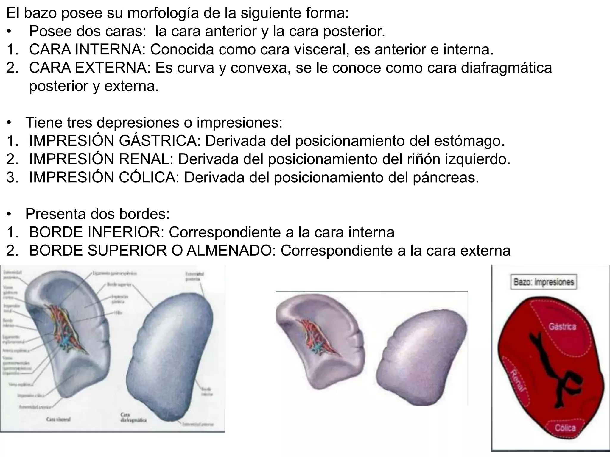 Anatomia del Bazo | PPTX