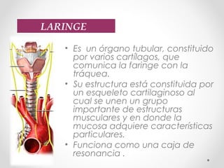 Modelo De Laringe Posterior