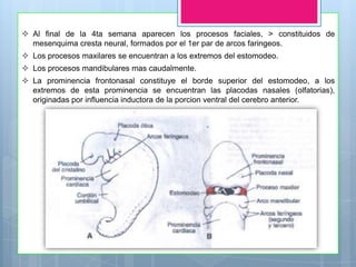 Desarrollo embrionario | PPTX