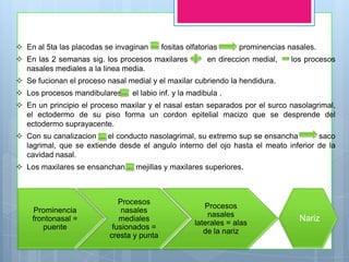 Desarrollo embrionario | PPTX