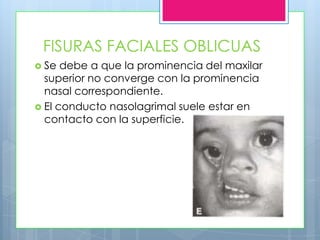 Desarrollo embrionario | PPT
