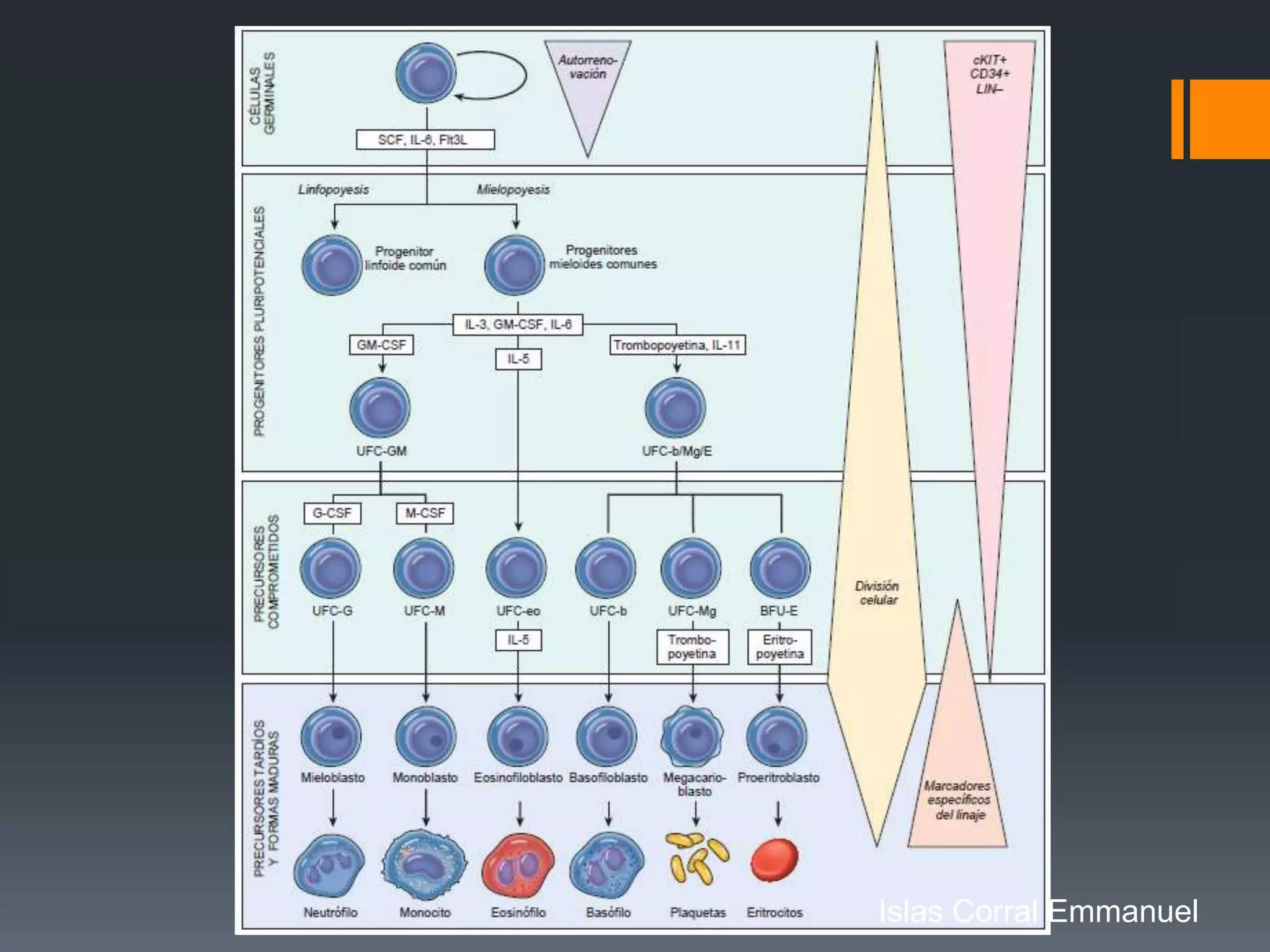 ENFERMEDADES DE LOS LEUCOCITOS, GANGLIOS LINFATICOS, BAZO Y TIMO | PPTX