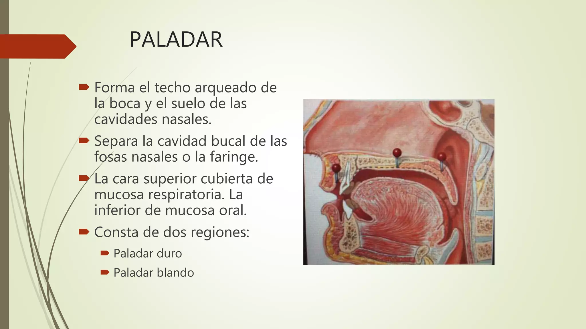Exploración Clínica De Orofaringe Ppt Descarga Gratuita