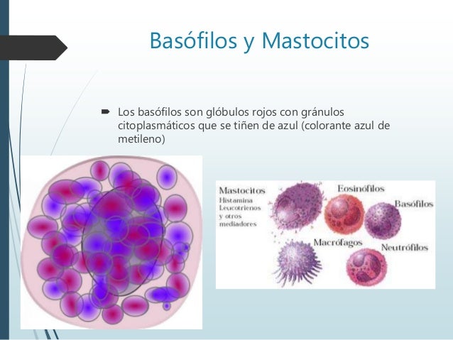 Bases celulares inmunologia
