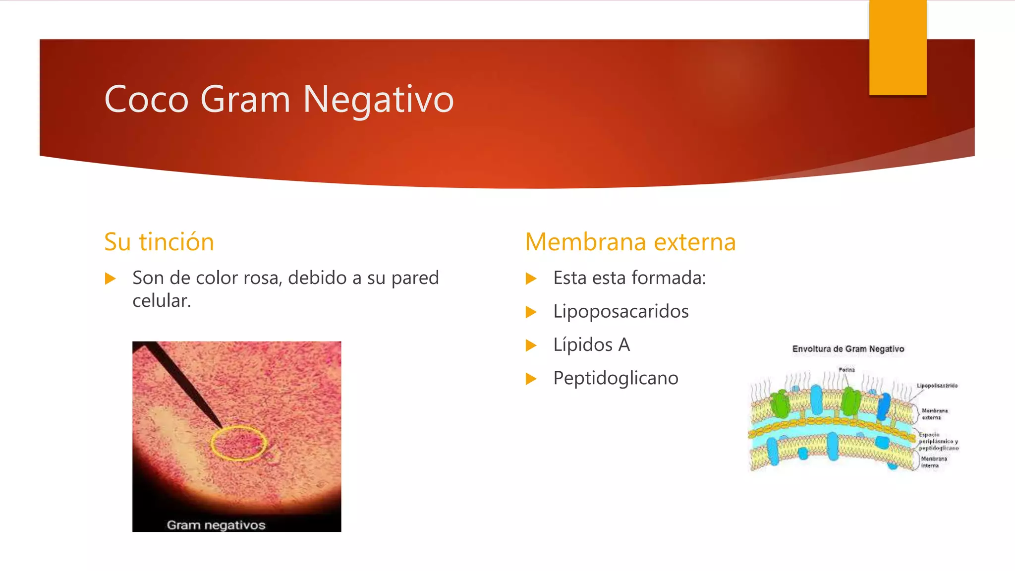Cocos Gram negativos | PPTX