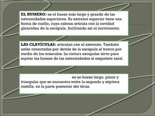 Expo miembros superiores | PPT