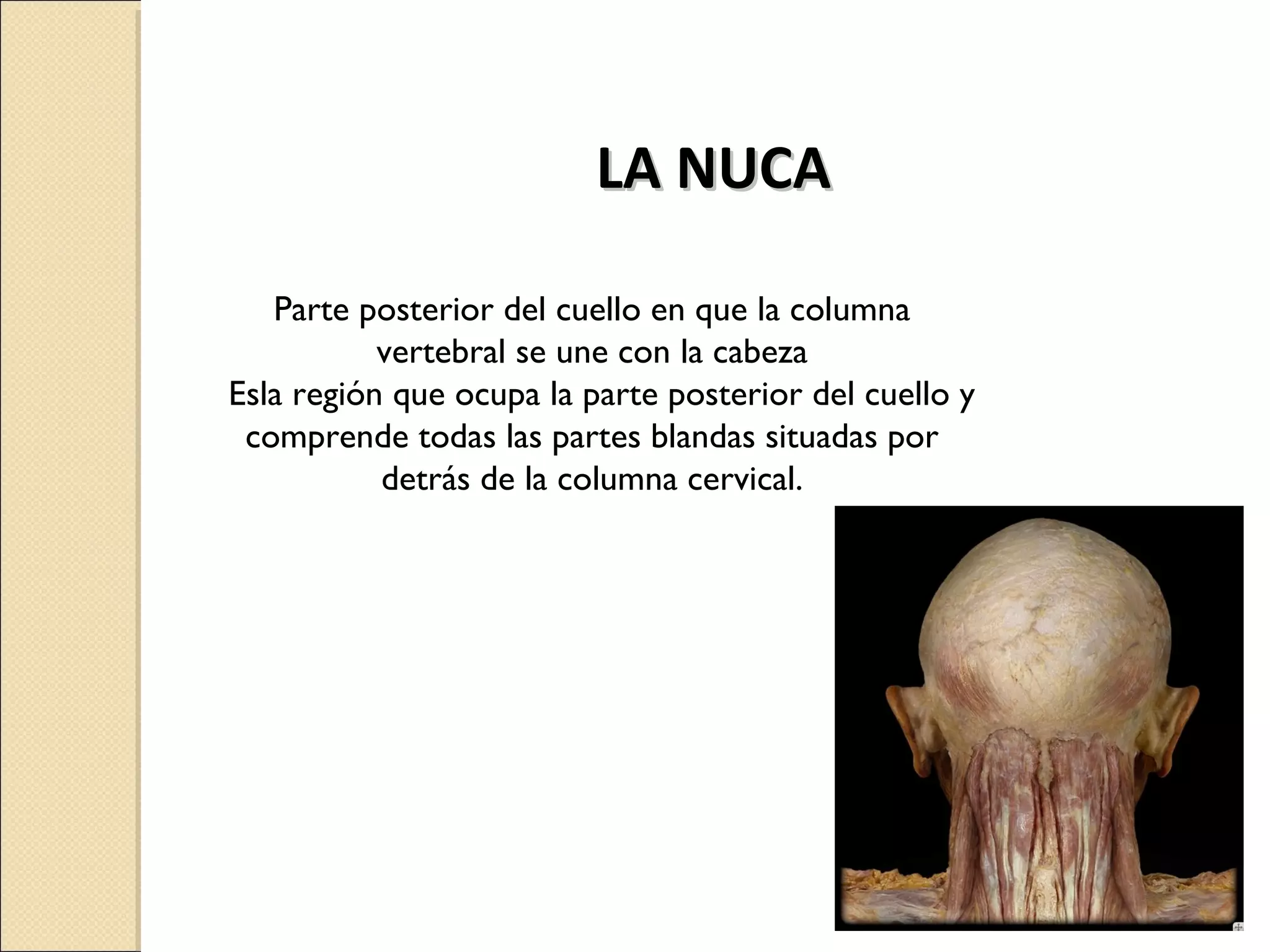 region de la nuca y cuello