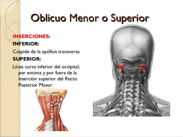 region de la nuca y cuello