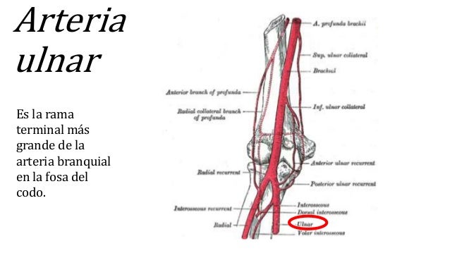 Expo morfo musculos.