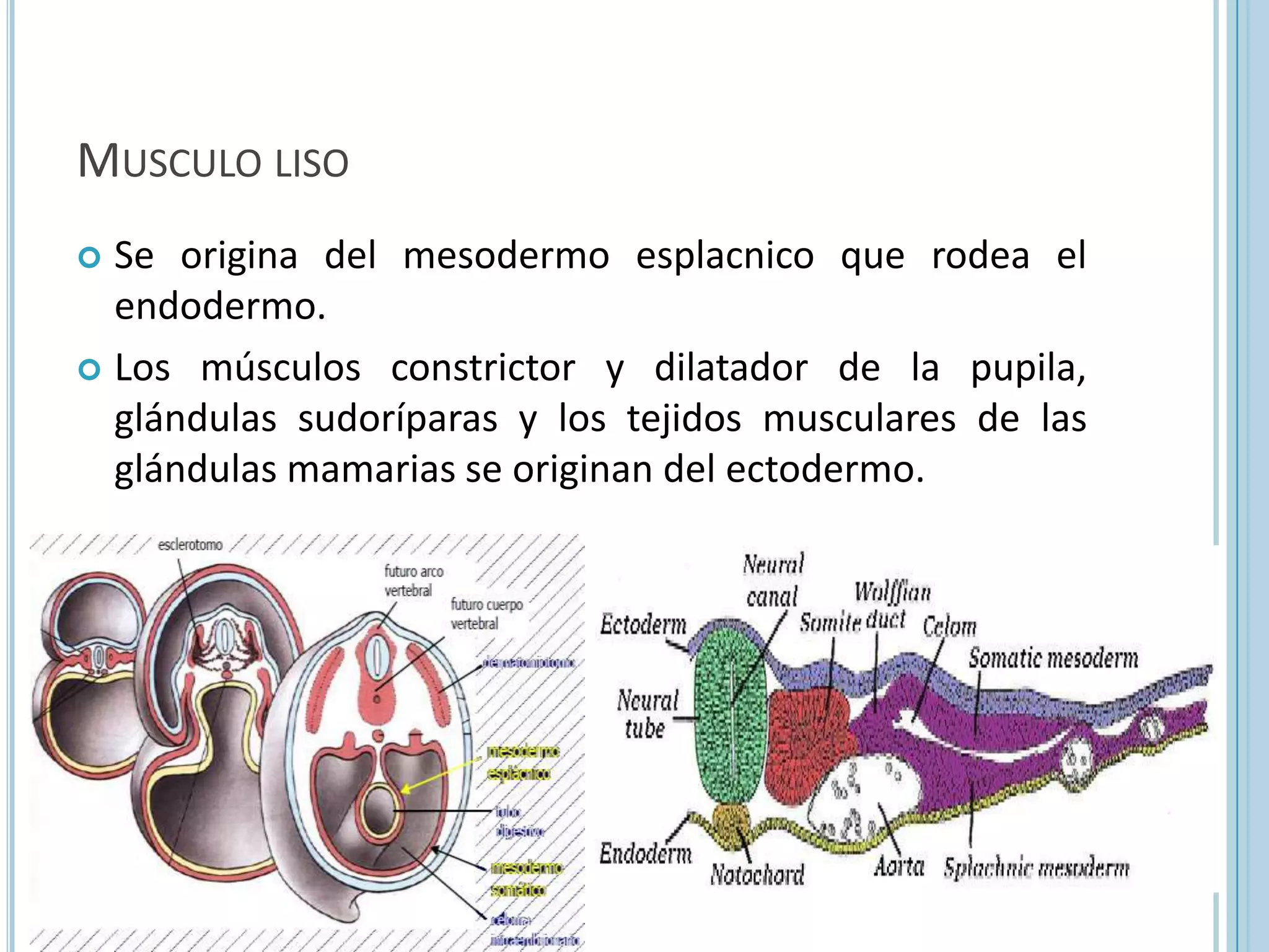 Desarrollo Muscular Embriologia | PPTX