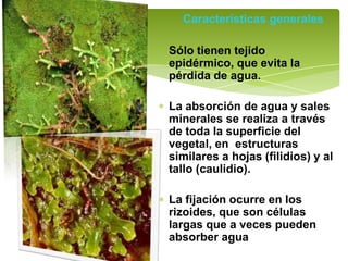 musgos, hepáticas y helechos | PPTX