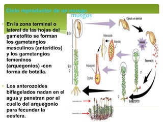 musgos, hepáticas y helechos | PPTX