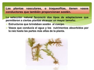 musgos, hepáticas y helechos | PPTX