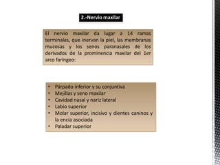 Nervio Trigemino | PPTX