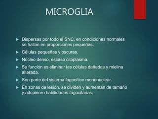 Neuroglia Histología y generalidades | PPTX