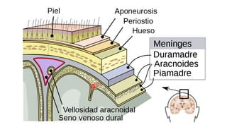 Signos meníngeos | PDF | Diseases and Conditions | Medical Health