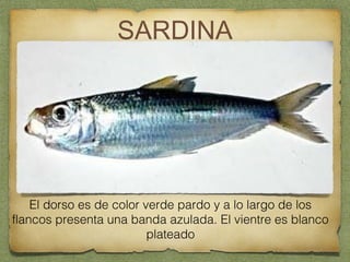 Pescados azules | PPT