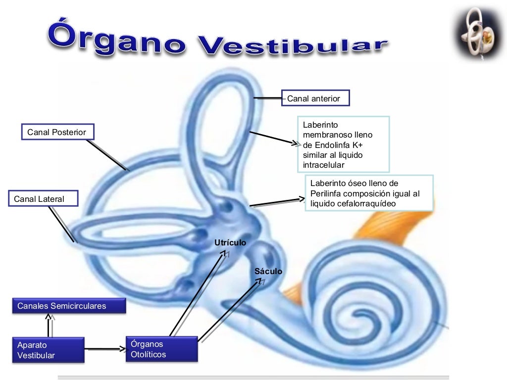 Expo oido vestibular
