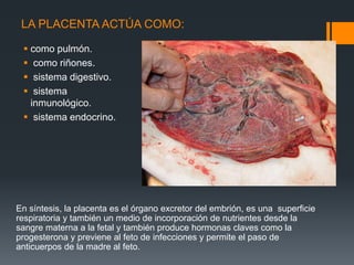 Desarrollo Embrionario | PPTX