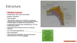 patologia quirurgica de la mama UCNE | PPTX