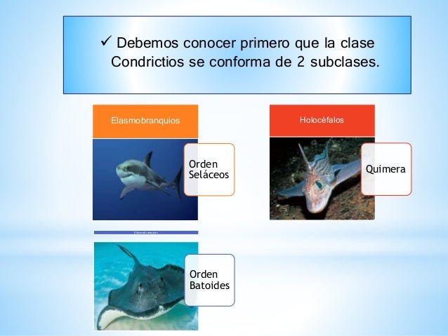 Expo peces condrictios