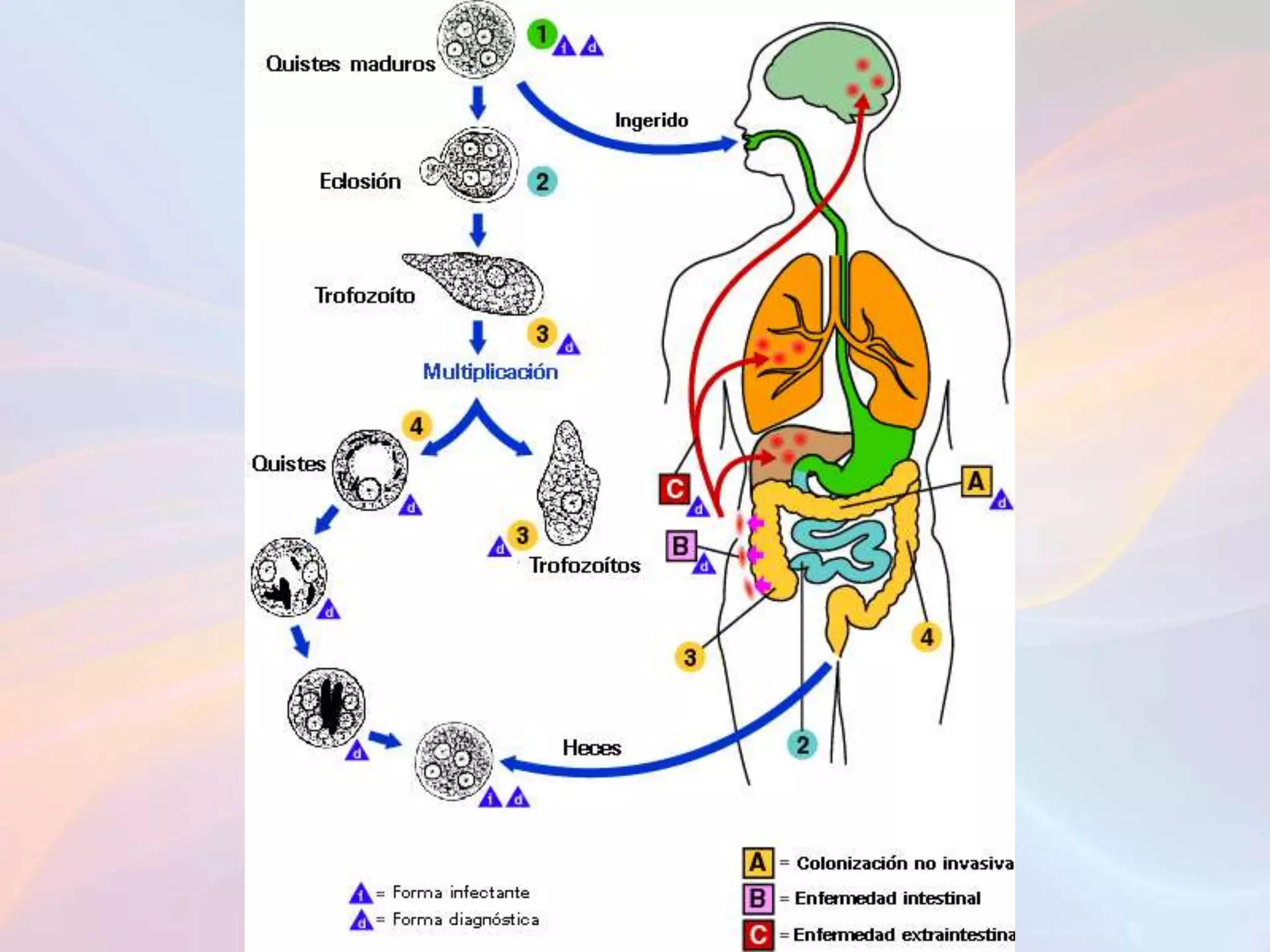 Parasitosis intestinal | PPT