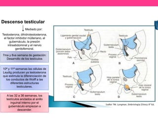 Patologías genitales pediátricas | PPTX