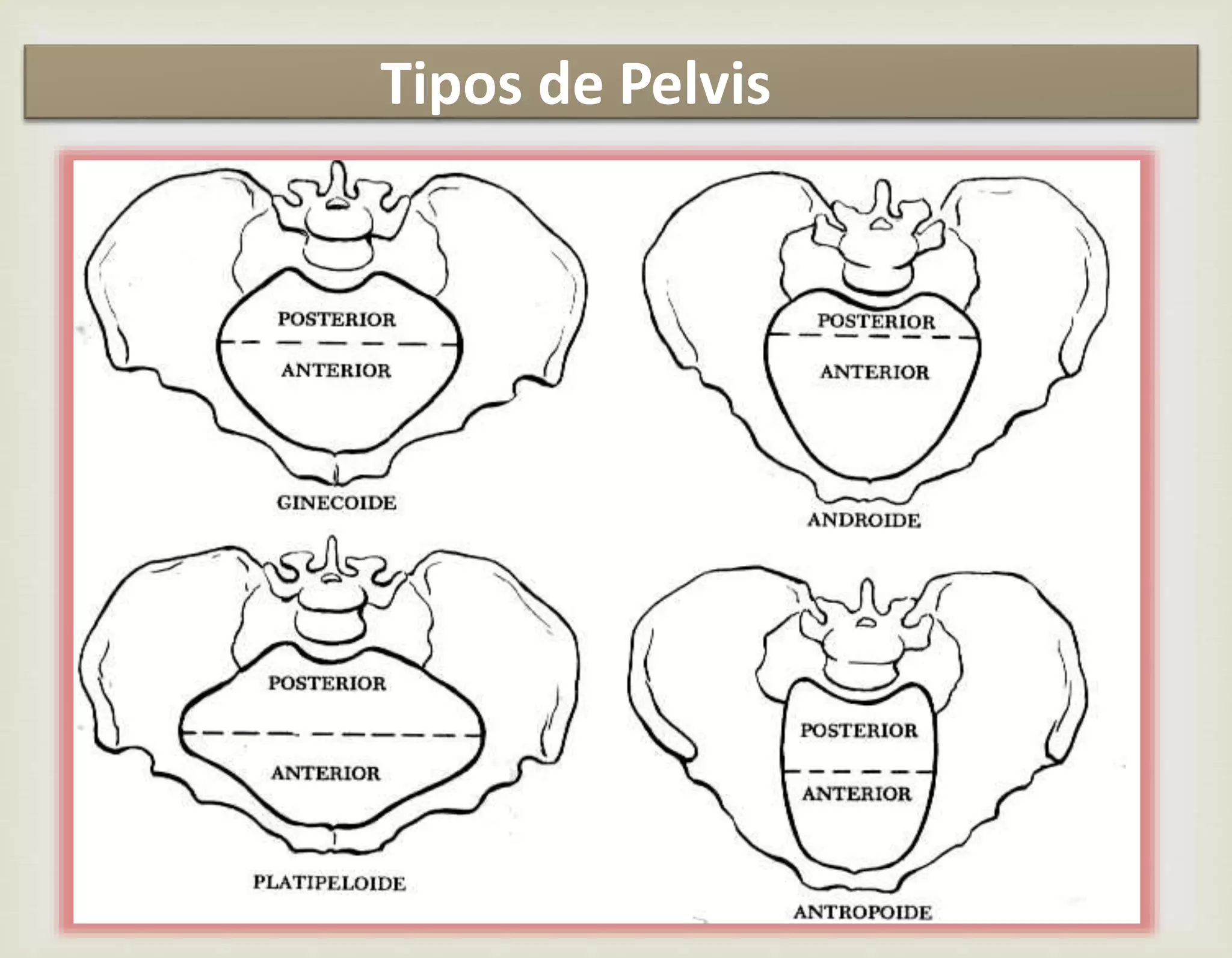pelvis_pelvimetria_planos | PPT | Descarga Gratuita