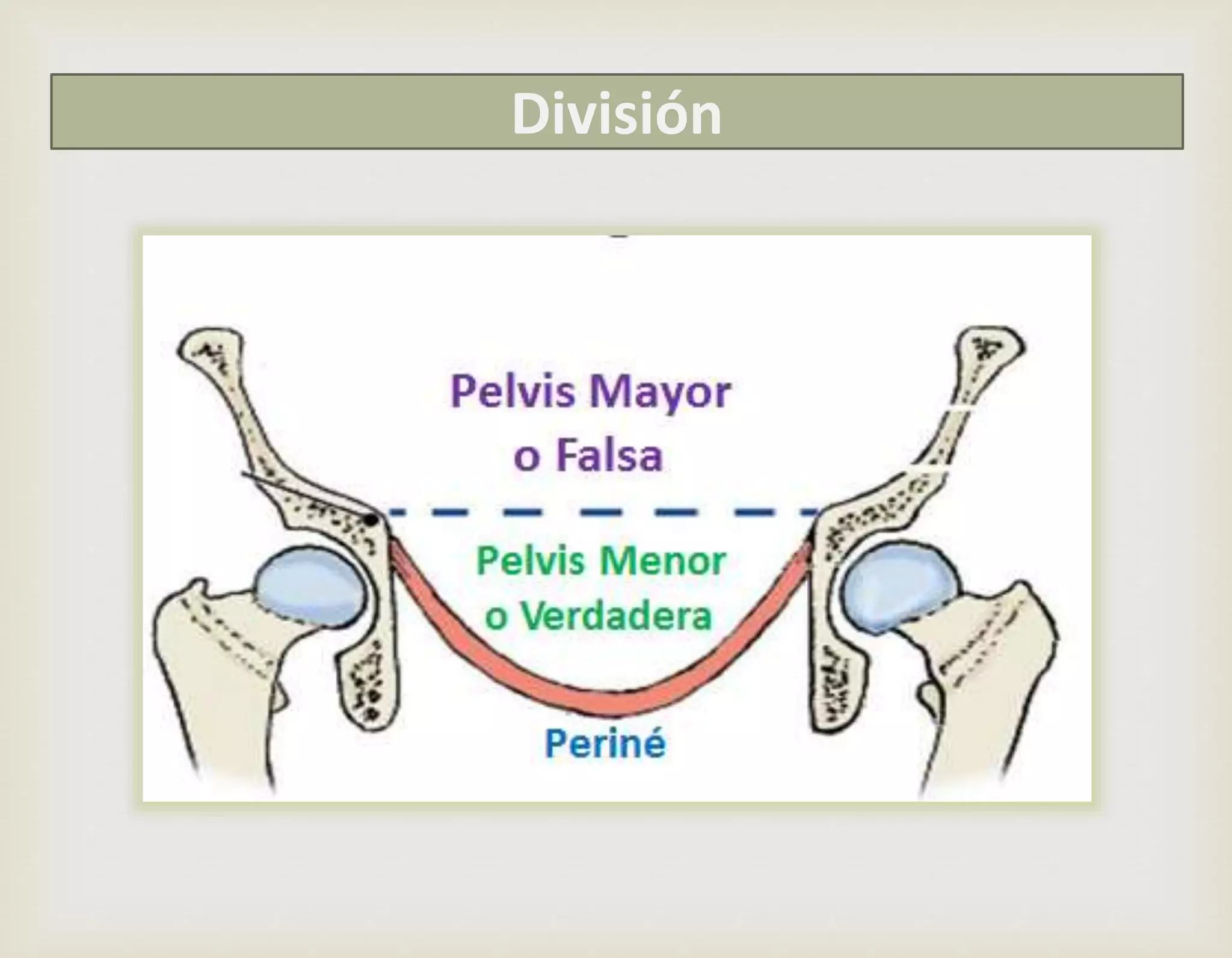pelvis_pelvimetria_planos | PPT