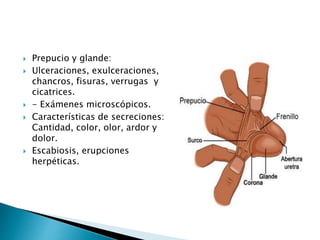 SEMIOLOGÍA DEL APARATO GENITOURINARIO MASCULINO | PPTX