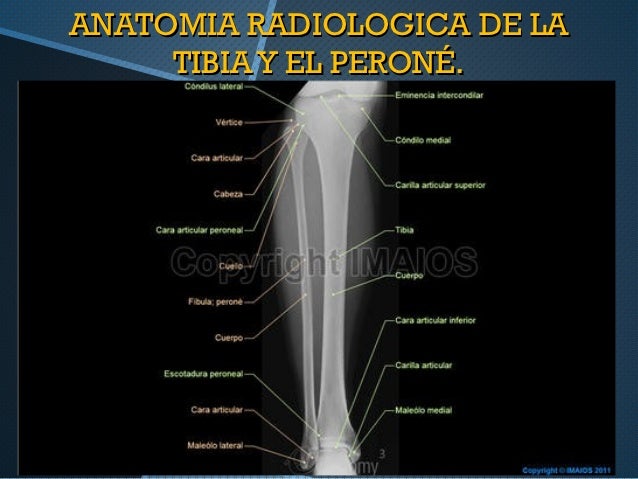 Expo pierna, pie y tobillo v8